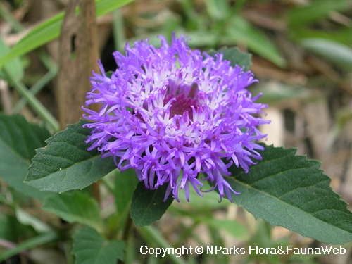 NParks | Centratherum punctatum