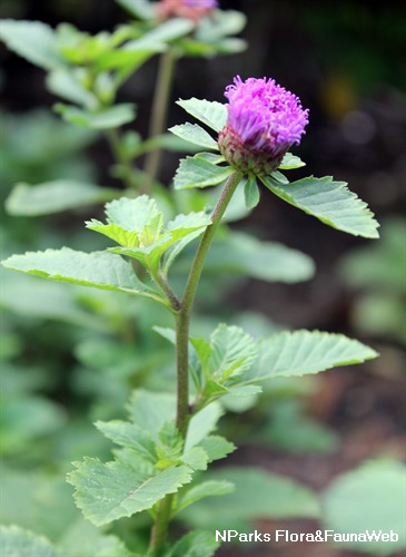 NParks | Centratherum punctatum