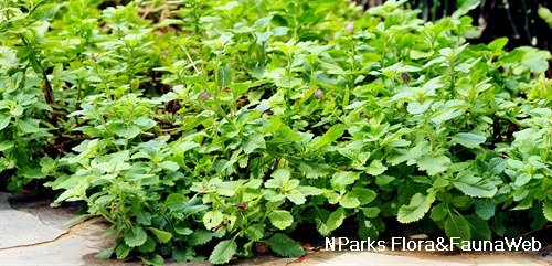 NParks | Centratherum punctatum