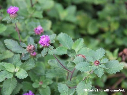 NParks | Centratherum punctatum