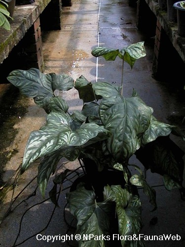 NParks | Cercestis mirabilis