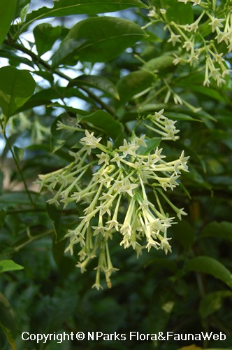 NParks | Cestrum nocturnum