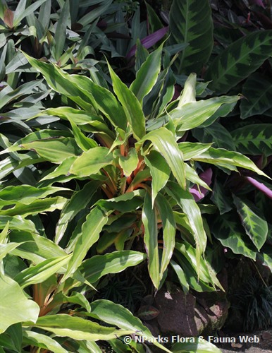 NParks | Chlorophytum amaniense 'Fire Flash'
