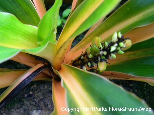 NParks | Chlorophytum amaniense 'Fire Flash'
