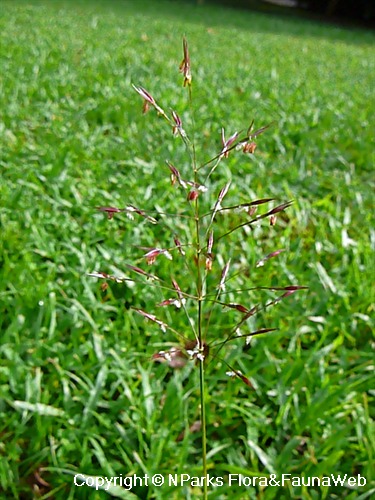 Andropogon Aciculatus