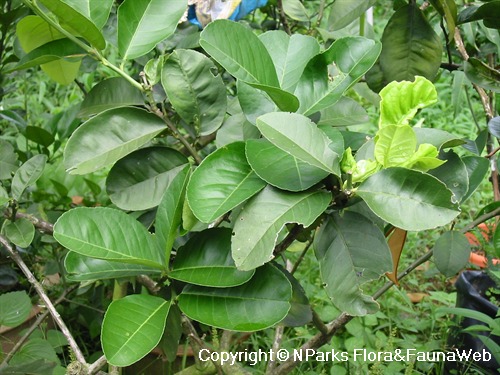 NParks | Citrus limon 'Ponderosa'