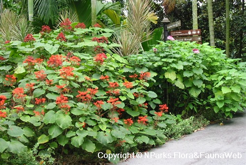 NParks | Clerodendrum buchananii