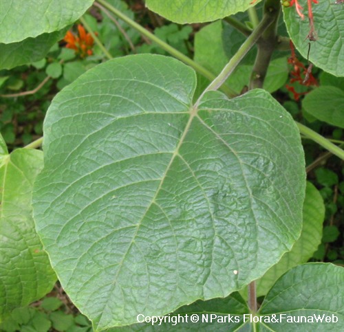 NParks | Clerodendrum buchananii