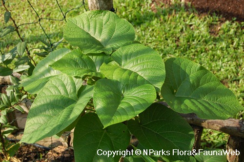 NParks | Clerodendrum buchananii