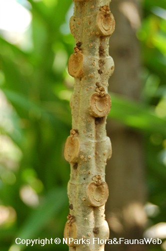 NParks | Clerodendrum buchananii