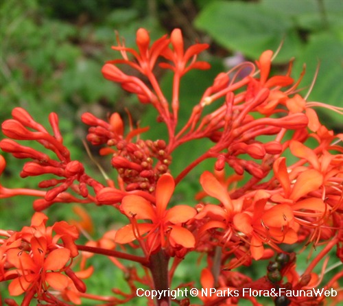 NParks | Clerodendrum buchananii