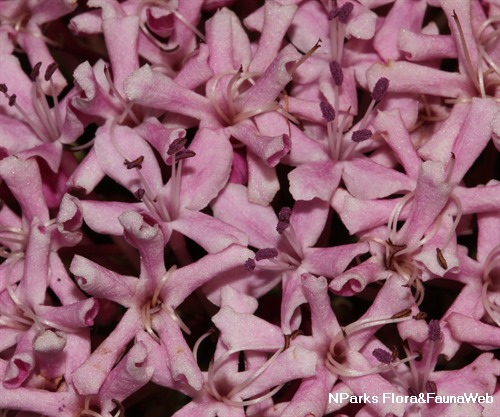 NParks | Clerodendrum bungei