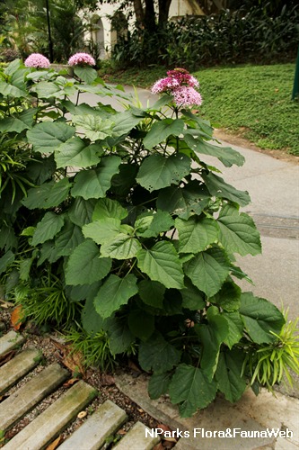 NParks | Clerodendrum bungei