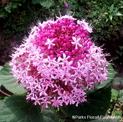 NParks | Clerodendrum bungei