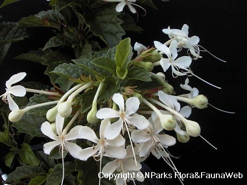 NParks | Clerodendrum calamitosum