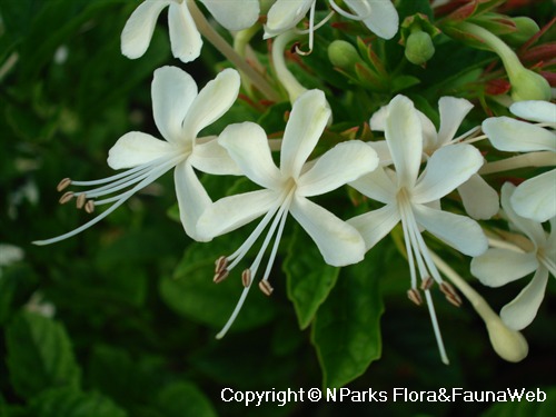 NParks | Clerodendrum calamitosum