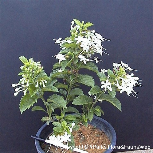 NParks | Clerodendrum calamitosum