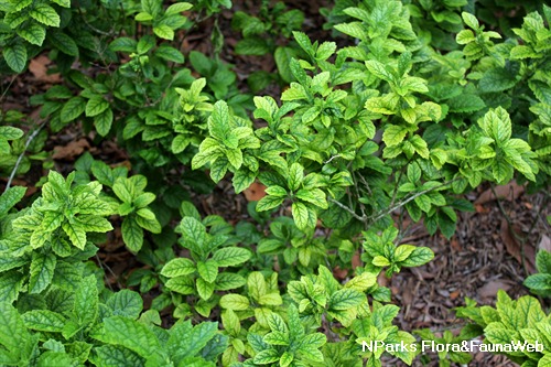 NParks | Clerodendrum calamitosum