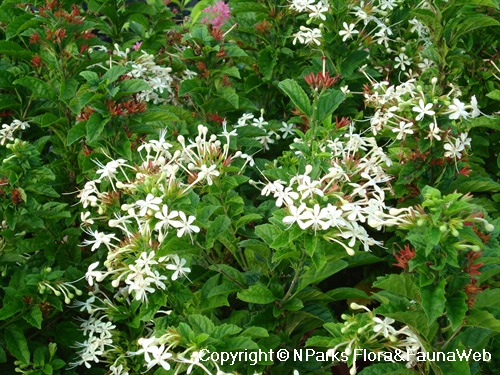 NParks | Clerodendrum calamitosum