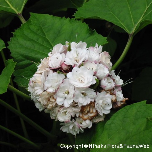 NParks | Clerodendrum chinense