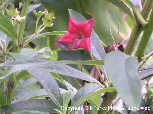 NParks | Clerodendrum indicum