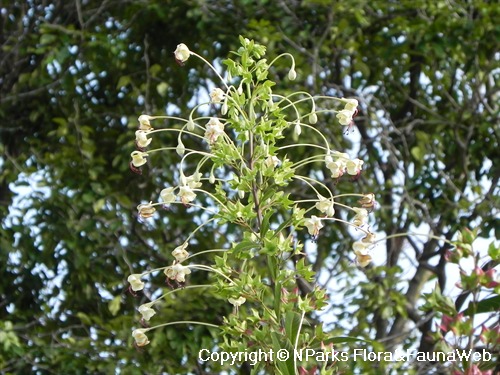 NParks | Clerodendrum indicum