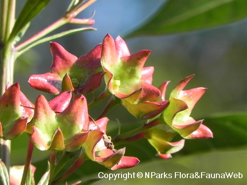 NParks | Clerodendrum indicum