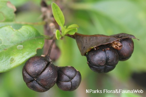 NParks | Volkameria inermis