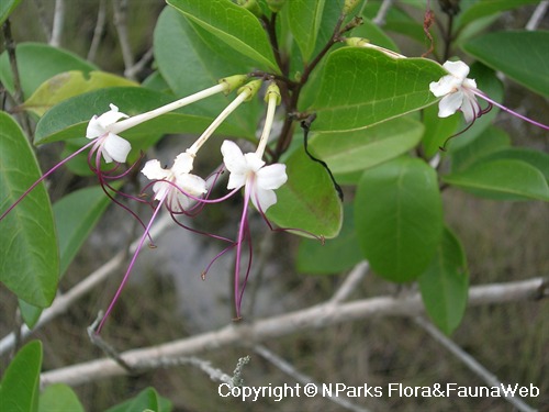 NParks | Volkameria inermis