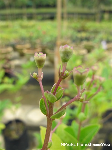 NParks | Rotheca myricoides 'Ugandense'