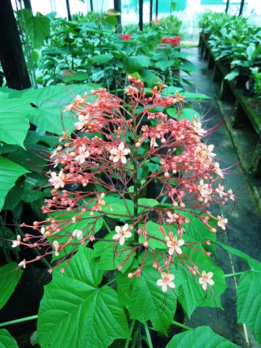 NParks | Clerodendrum paniculatum