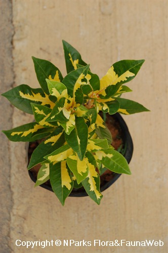 NParks | Codiaeum variegatum