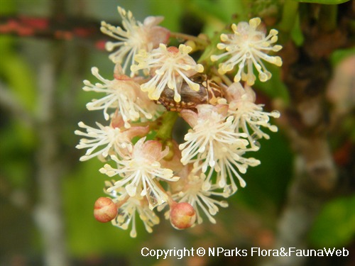 NParks | Codiaeum variegatum