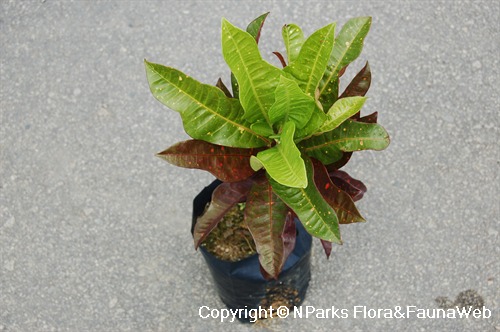 NParks | Codiaeum variegatum