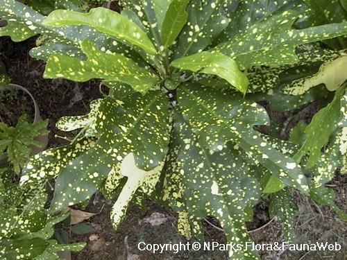 NParks | Codiaeum variegatum