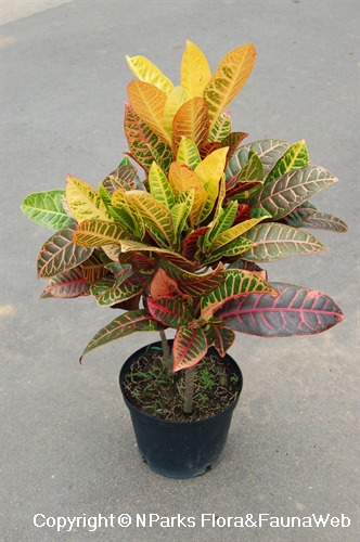 NParks | Codiaeum variegatum