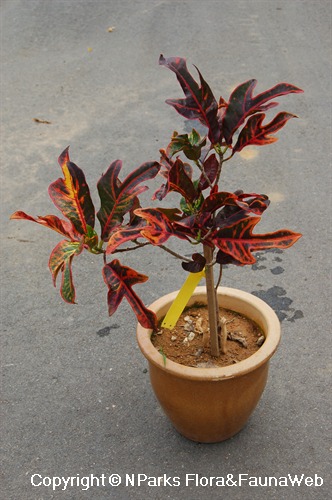 NParks | Codiaeum variegatum