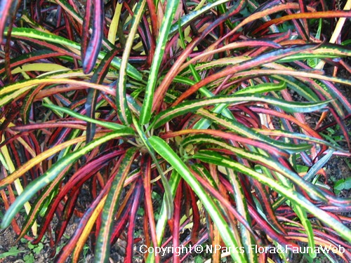Codiaeum Variegatum Cultivars