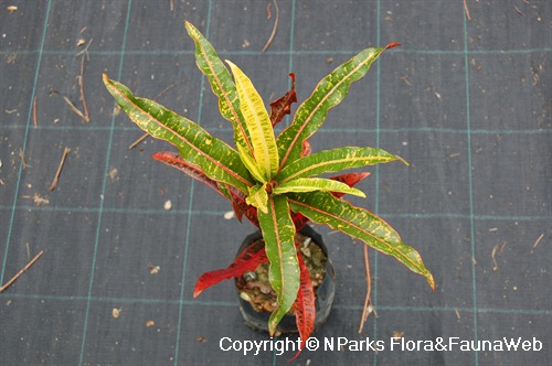 NParks | Codiaeum variegatum