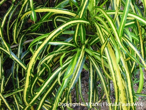 NParks | Codiaeum variegatum
