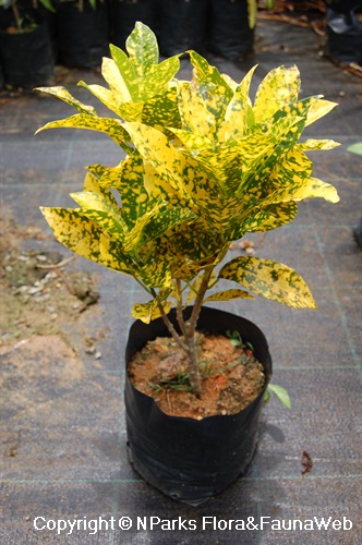 NParks | Codiaeum variegatum