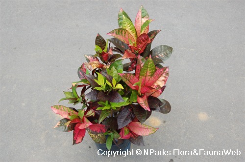 NParks | Codiaeum variegatum