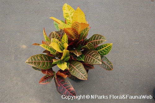 Codiaeum Variegatum Cultivars