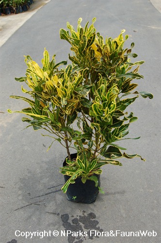 Codiaeum Variegatum Yellow