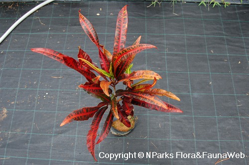 Codiaeum Variegatum Cultivars