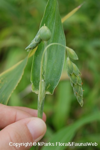 NParks | Coix lacryma-jobi