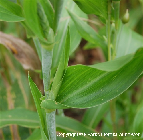 NParks | Coix lacryma-jobi