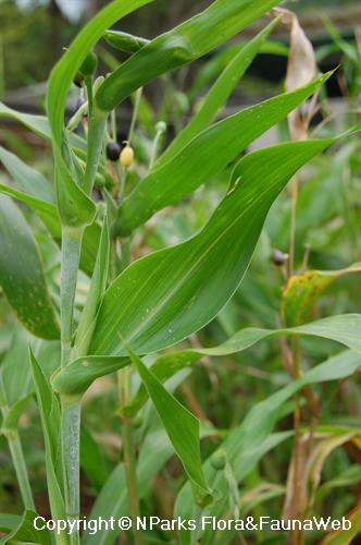 NParks | Coix lacryma-jobi