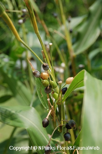 NParks | Coix lacryma-jobi