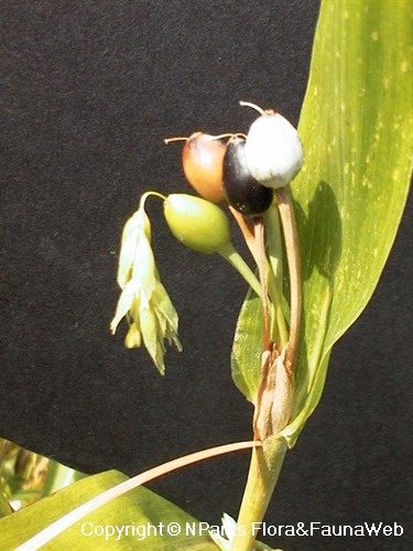 NParks | Coix lacryma-jobi